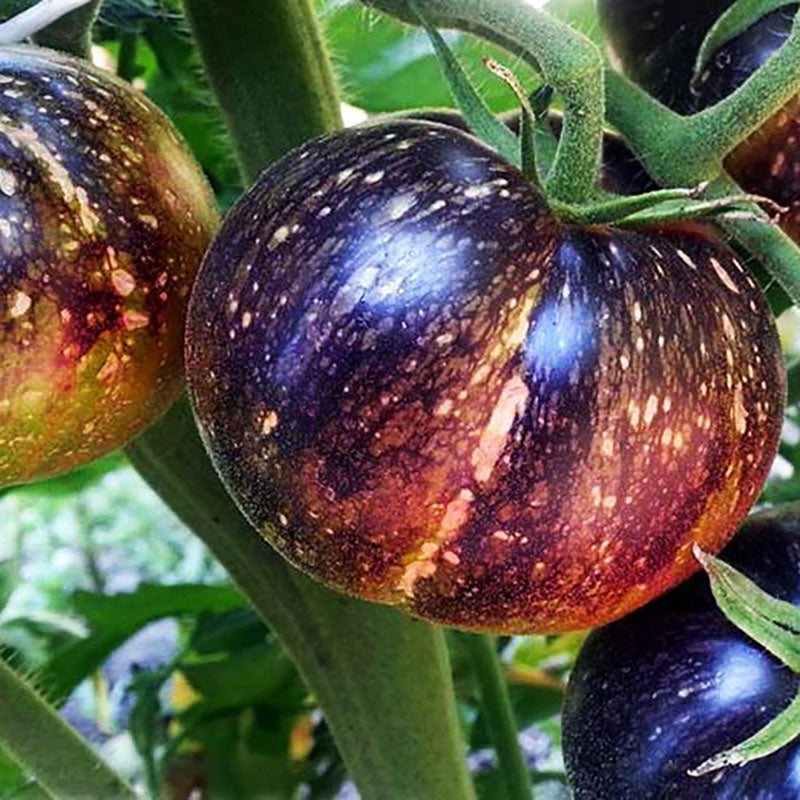 TOMATO - Dark Galaxy – Everfield Seed Co.